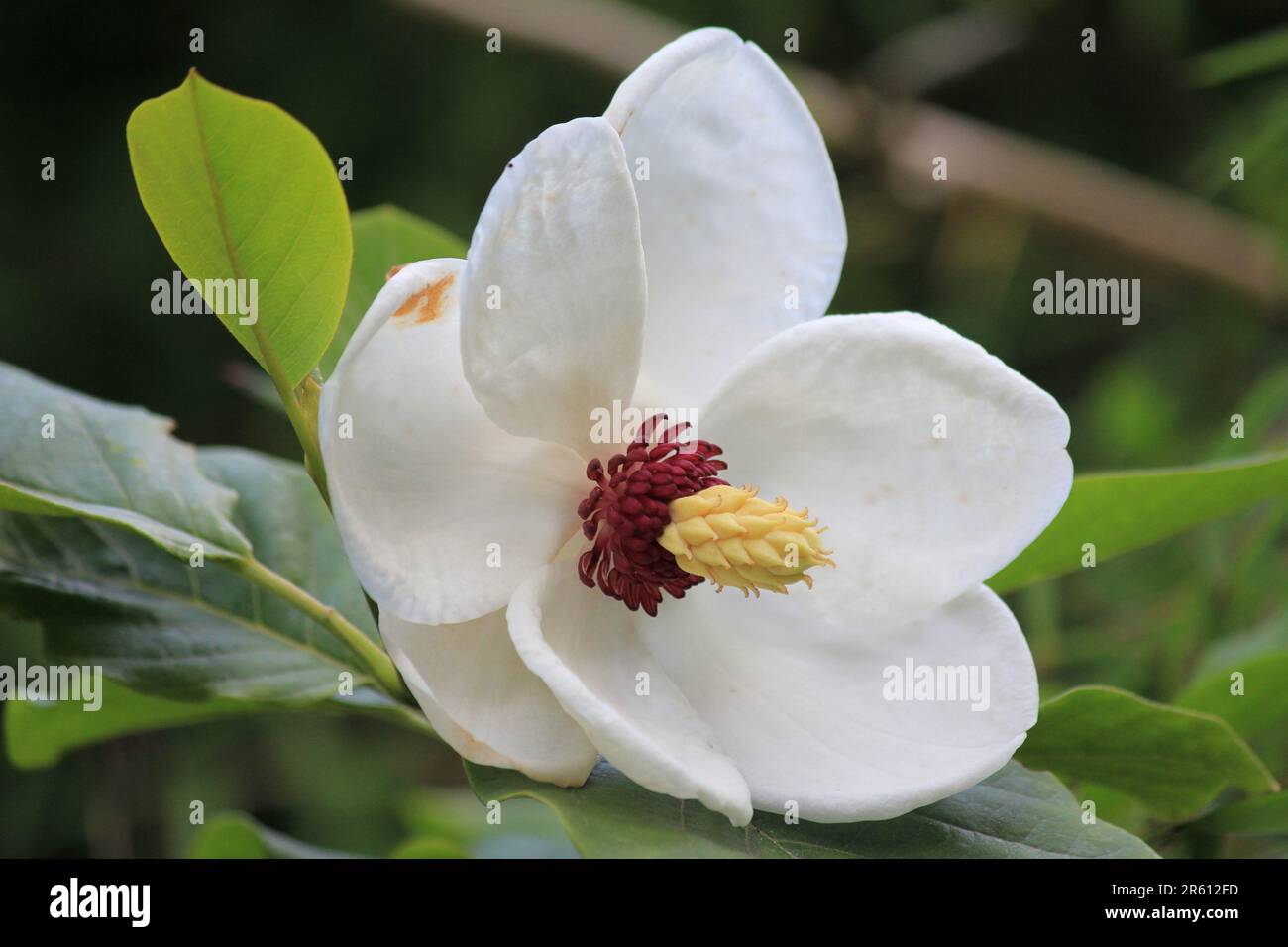 Wilson magnolia Banque de photographies et d’images à haute résolution ...