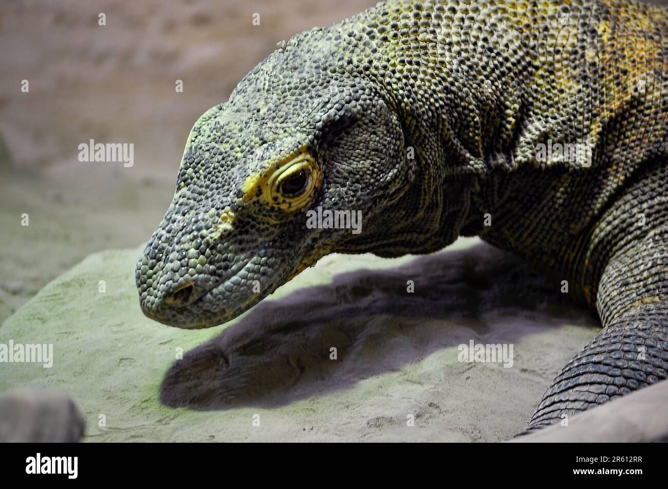 Moniteur komoto Banque de photographies et d’images à haute résolution ...