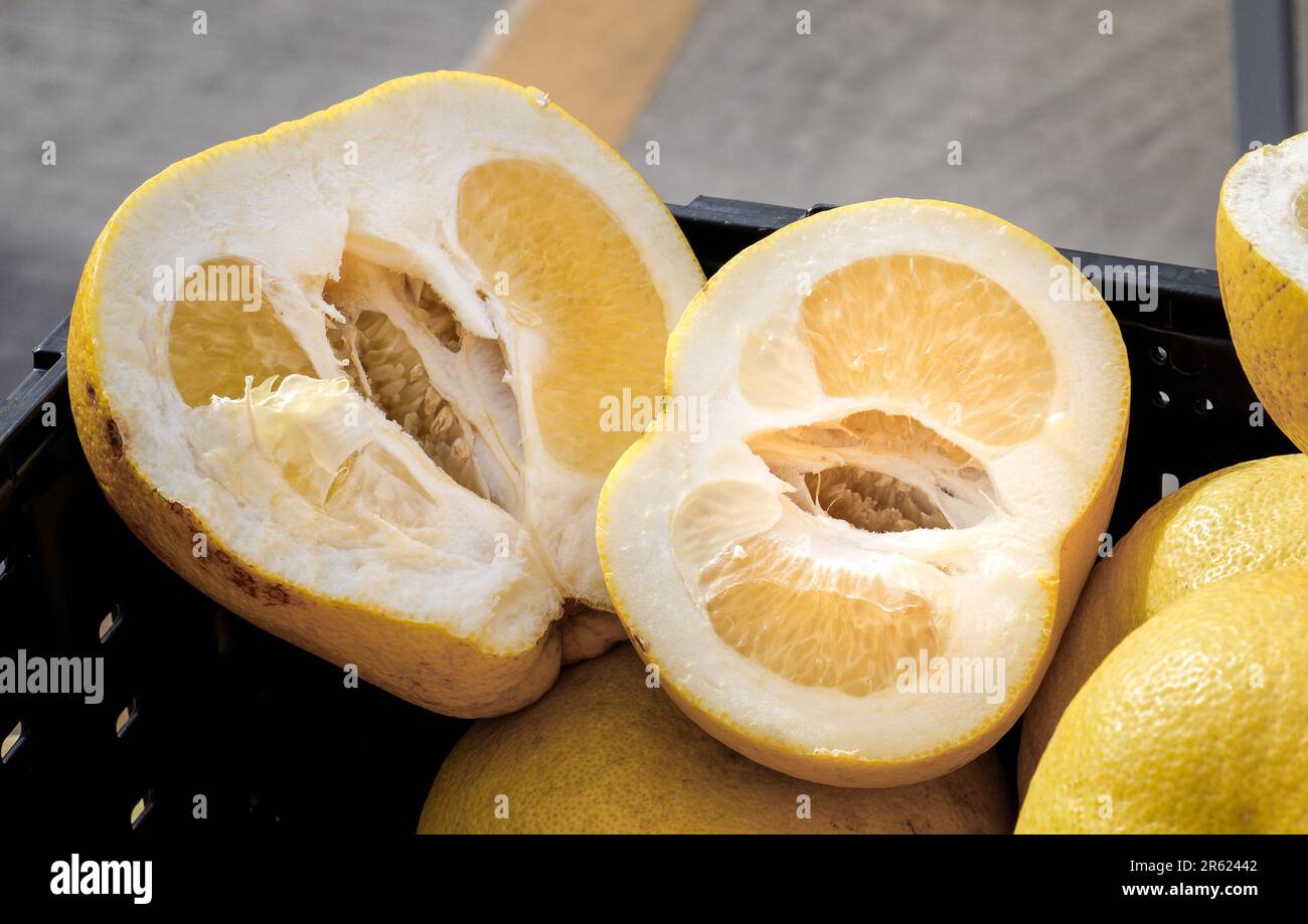 Hybrid fruit Banque de photographies et d’images à haute résolution - Alamy