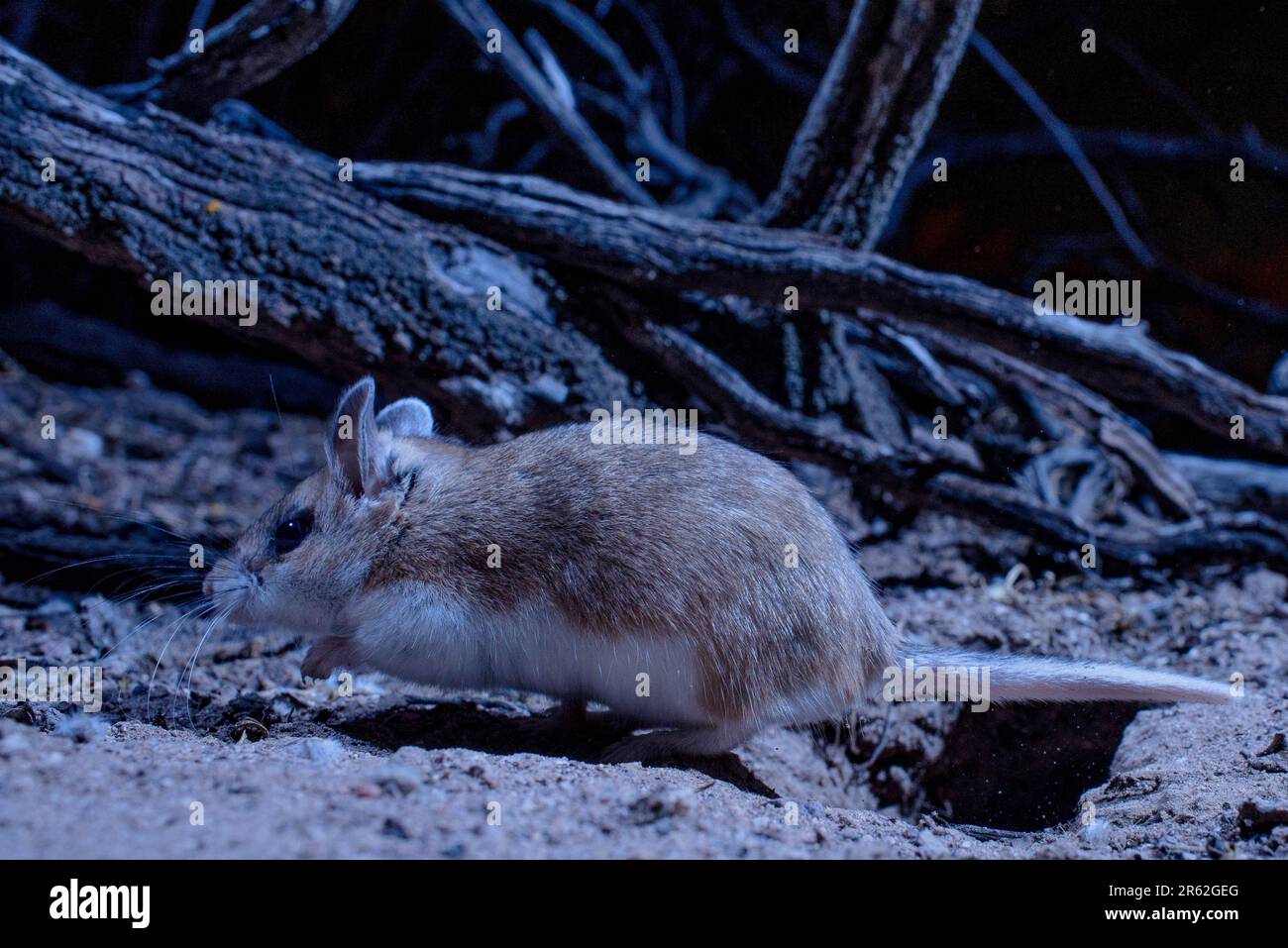 Northern grasshopper mouse Banque de photographies et d’images à haute ...