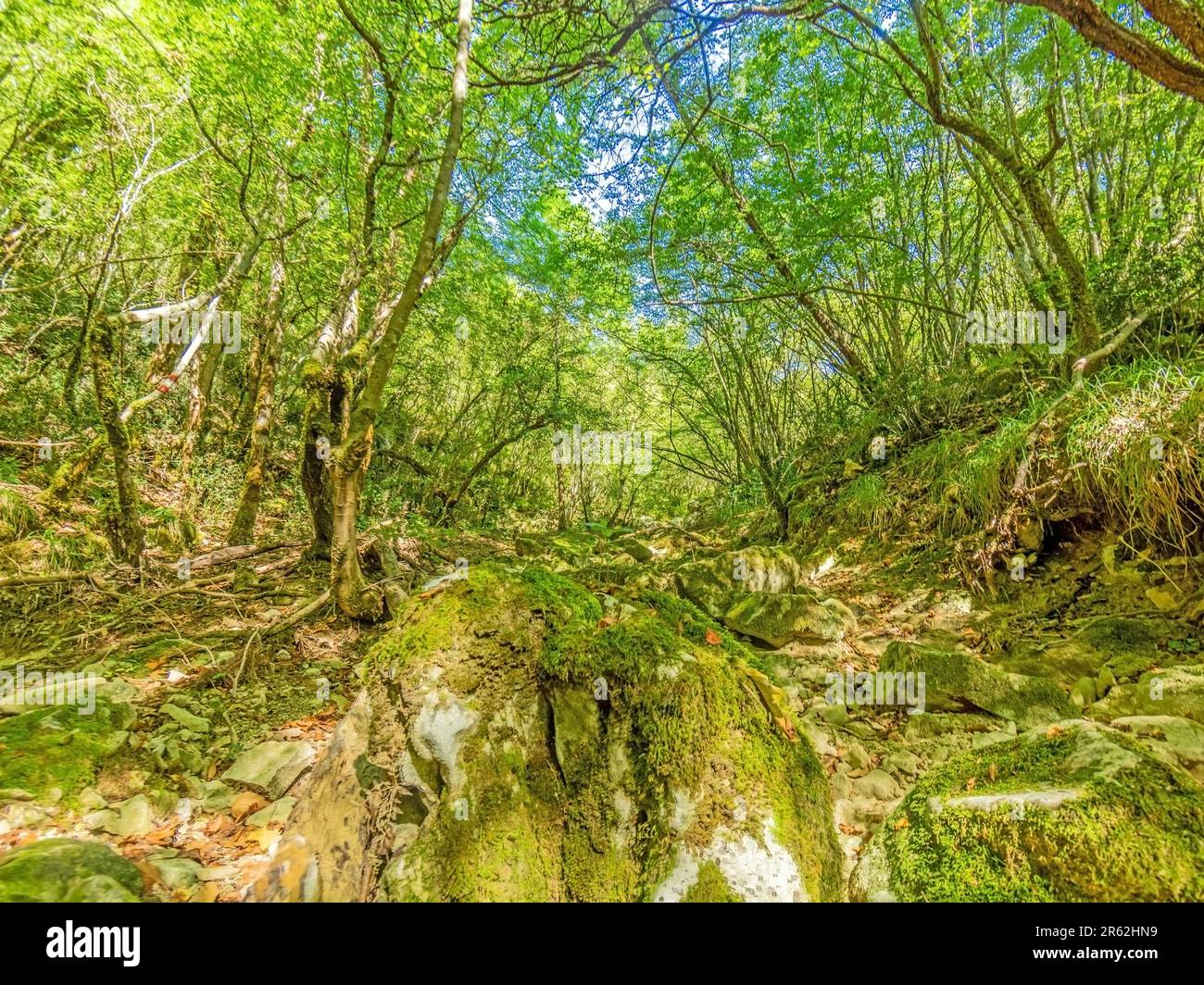 Photos d'une randonnée dans une forêt dense et verte le long d'un lit ...