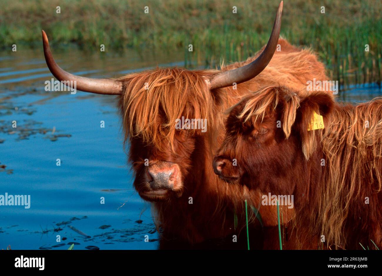 Scottish Highland Cattle, vache avec veau, debout dans l'étang, vache ...