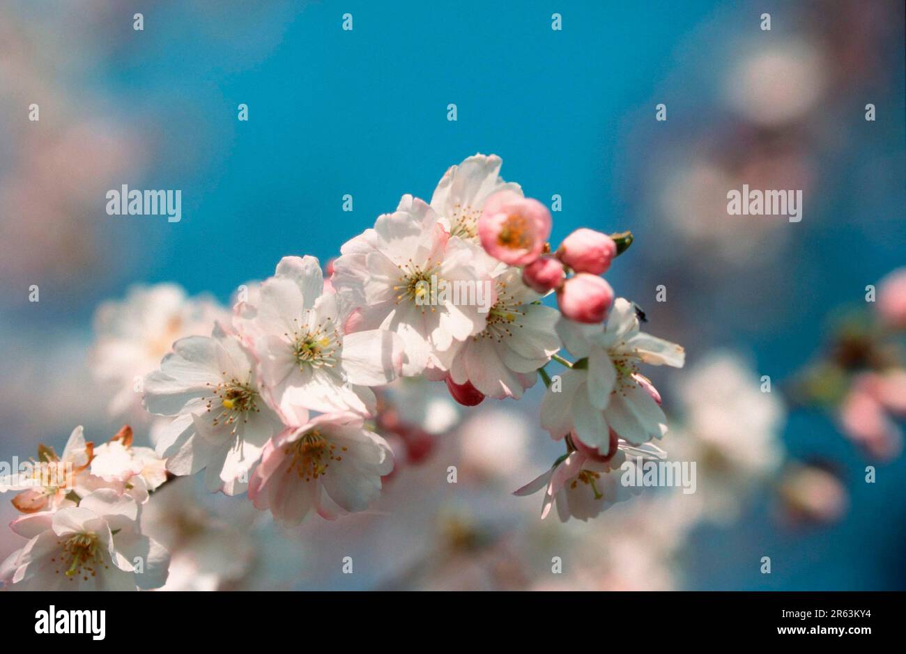 Cerisier, prunus x yedoensis (Prunus x yedoensis), fleurs, famille des ...