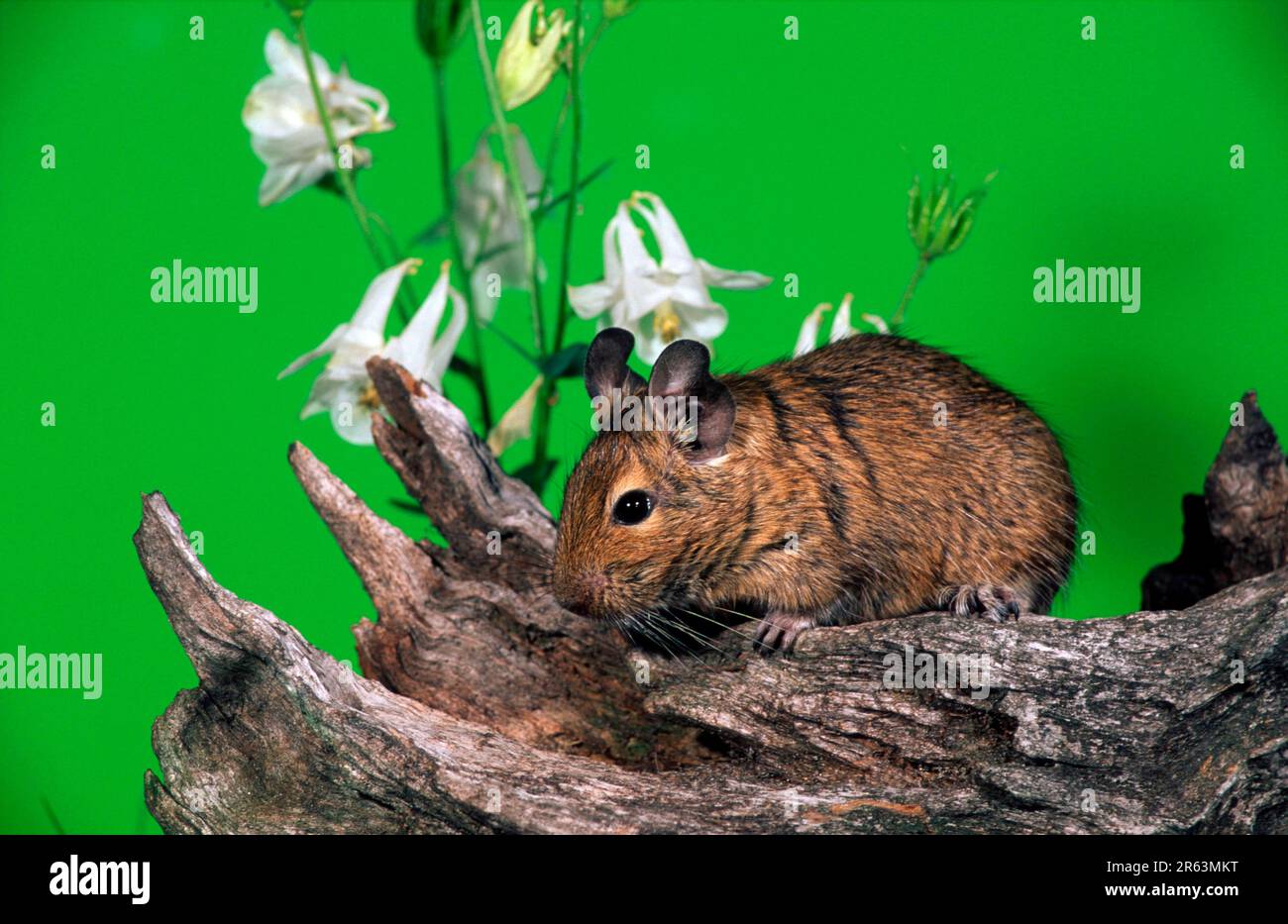 Octodon degus Banque de photographies et d’images à haute résolution ...