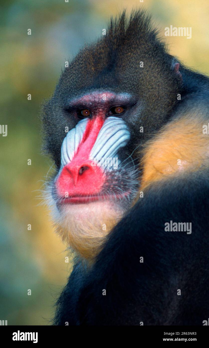 Mature male mandrill Banque de photographies et d’images à haute ...
