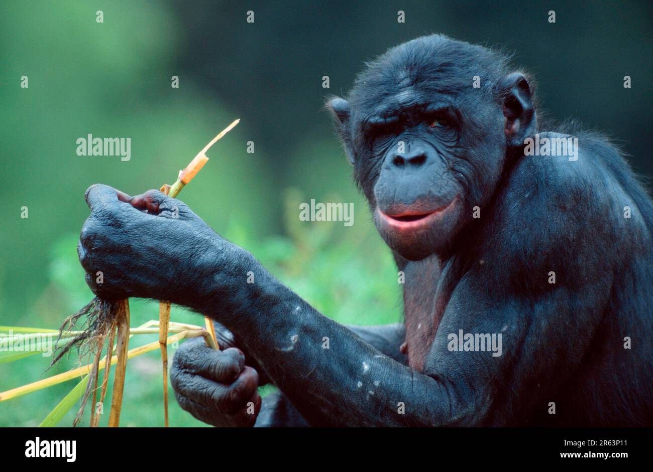 Mâle bonobo Banque de photographies et d’images à haute résolution - Alamy