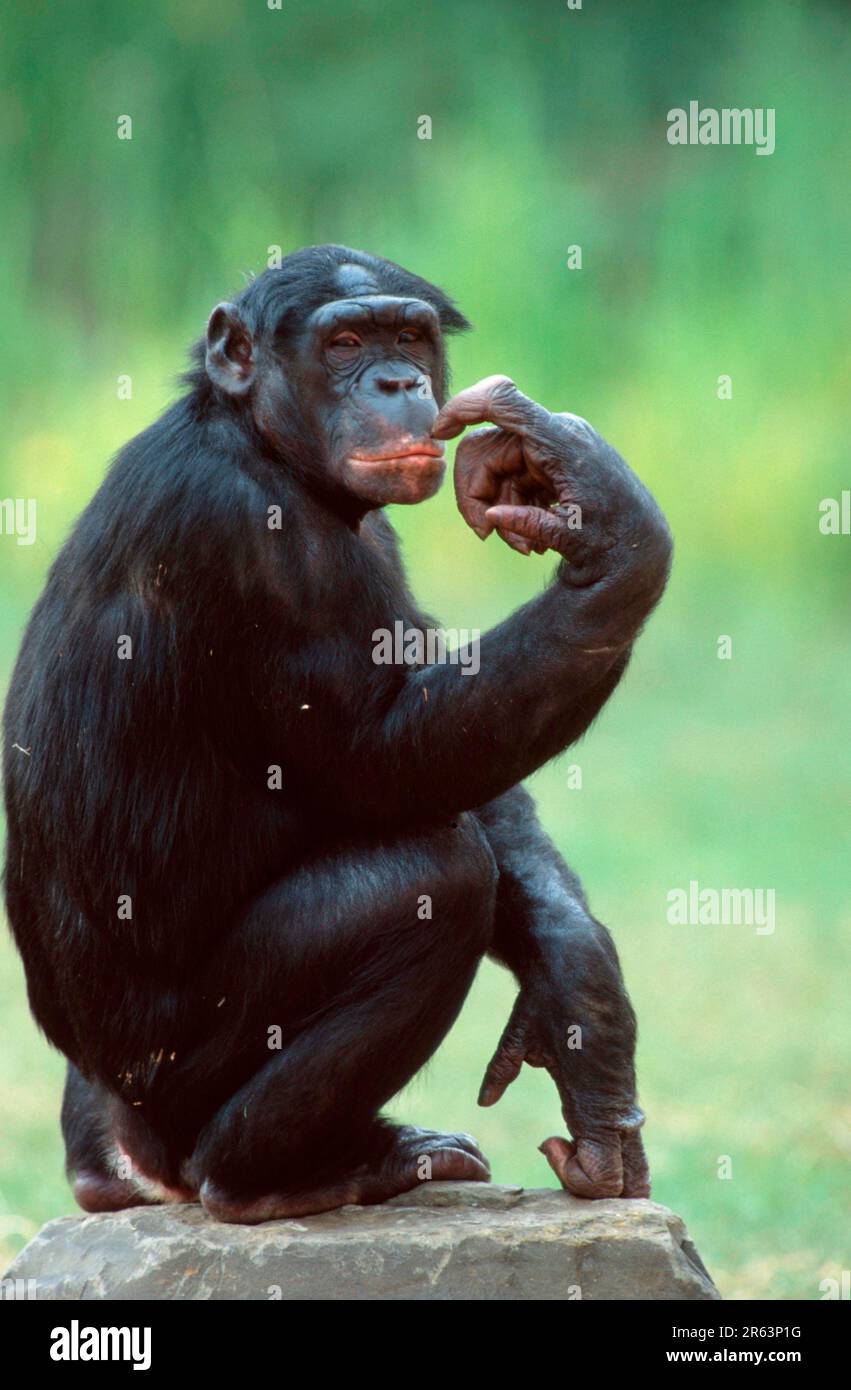 Male bonobo pan paniscus Banque de photographies et d’images à haute ...