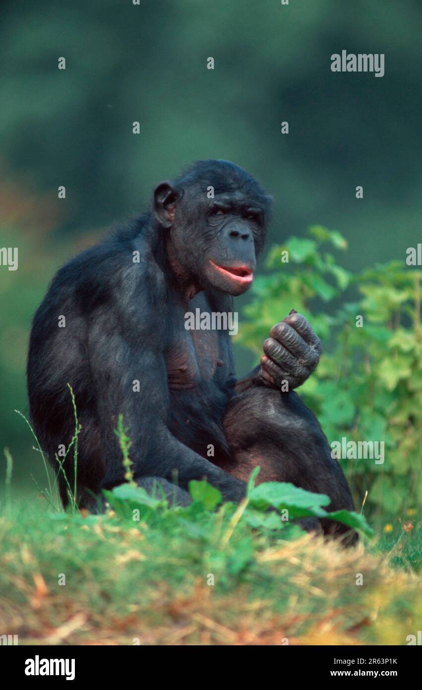 Mâle bonobo Banque de photographies et d’images à haute résolution - Alamy