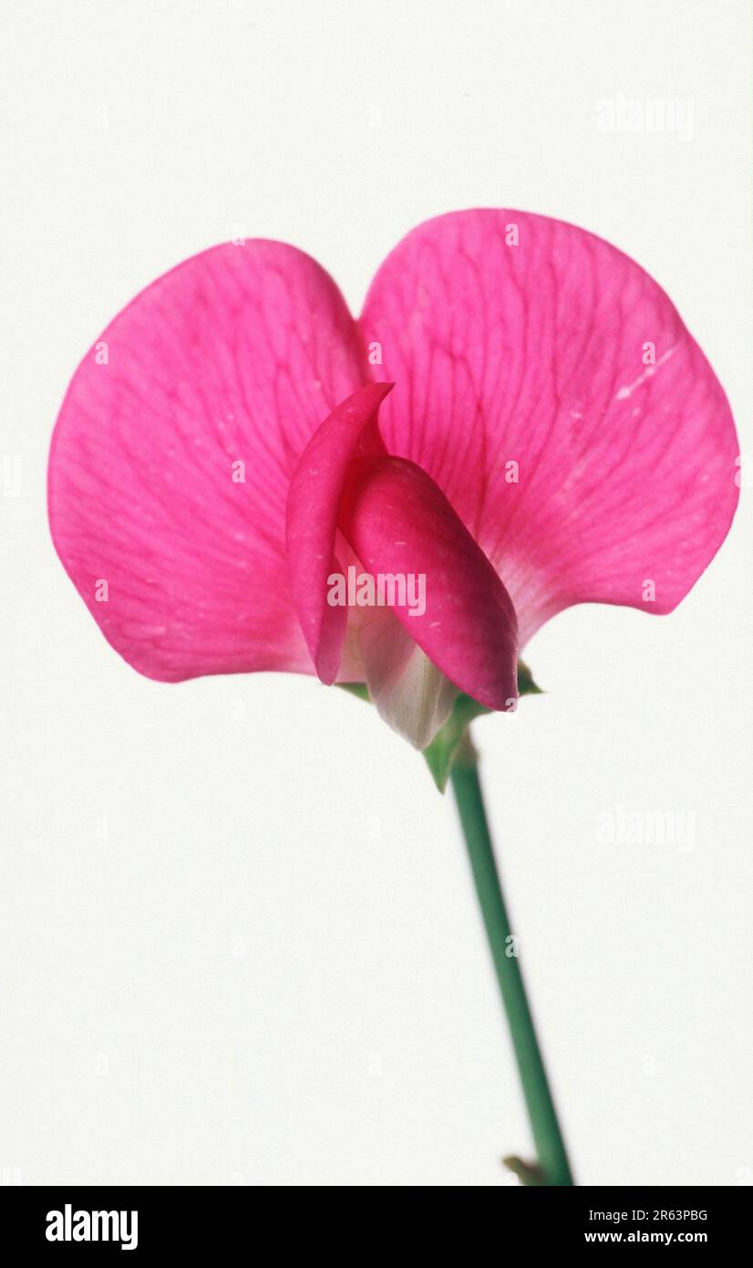Vesce, fleur, pois doux (Lathyrus odoratus), fleur (plantes) (plantes ...