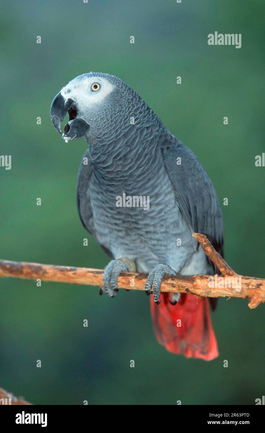 Congo african gray parrot Banque de photographies et d’images à haute ...