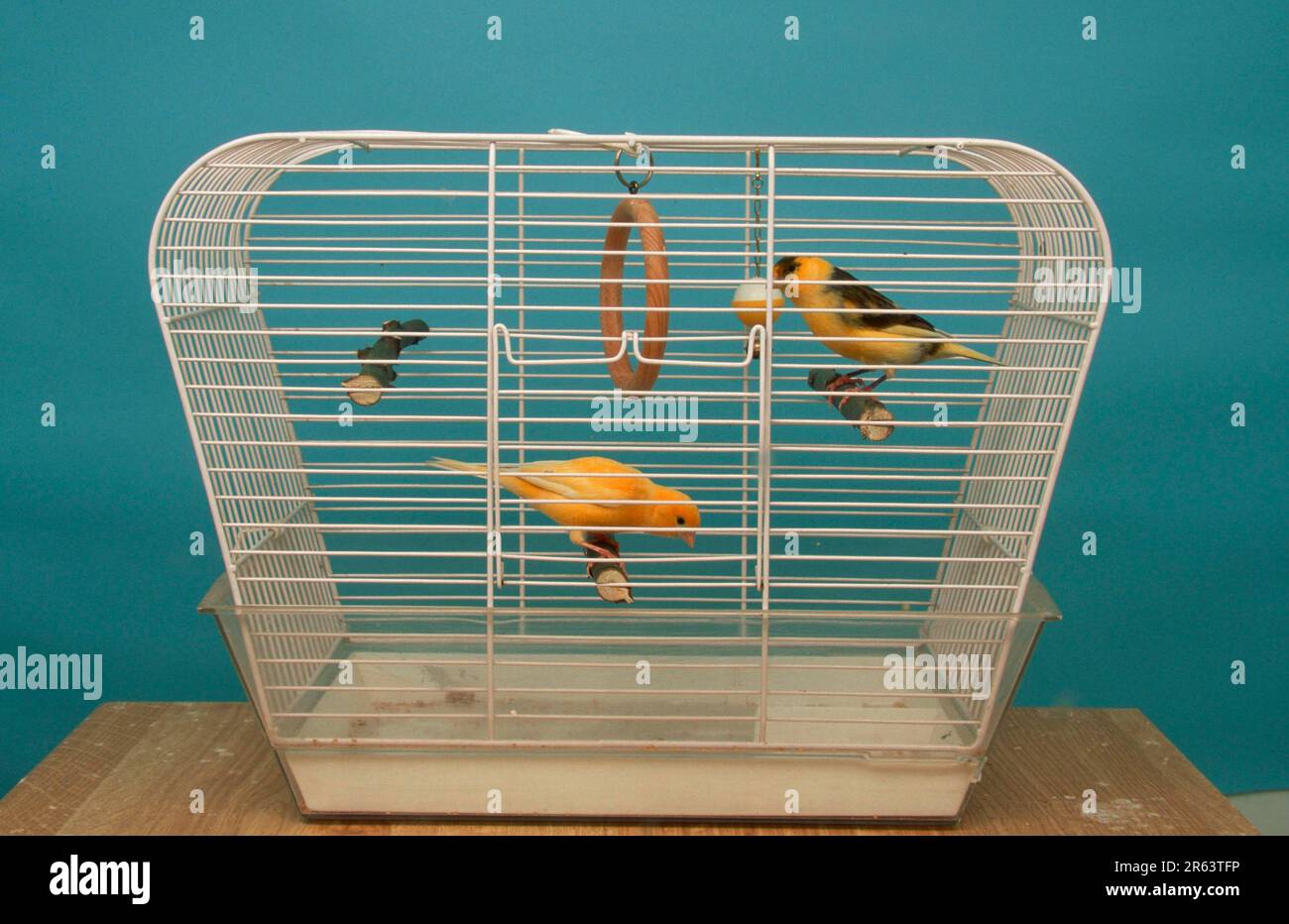 Cage animaux Banque de photographies et d’images à haute résolution ...