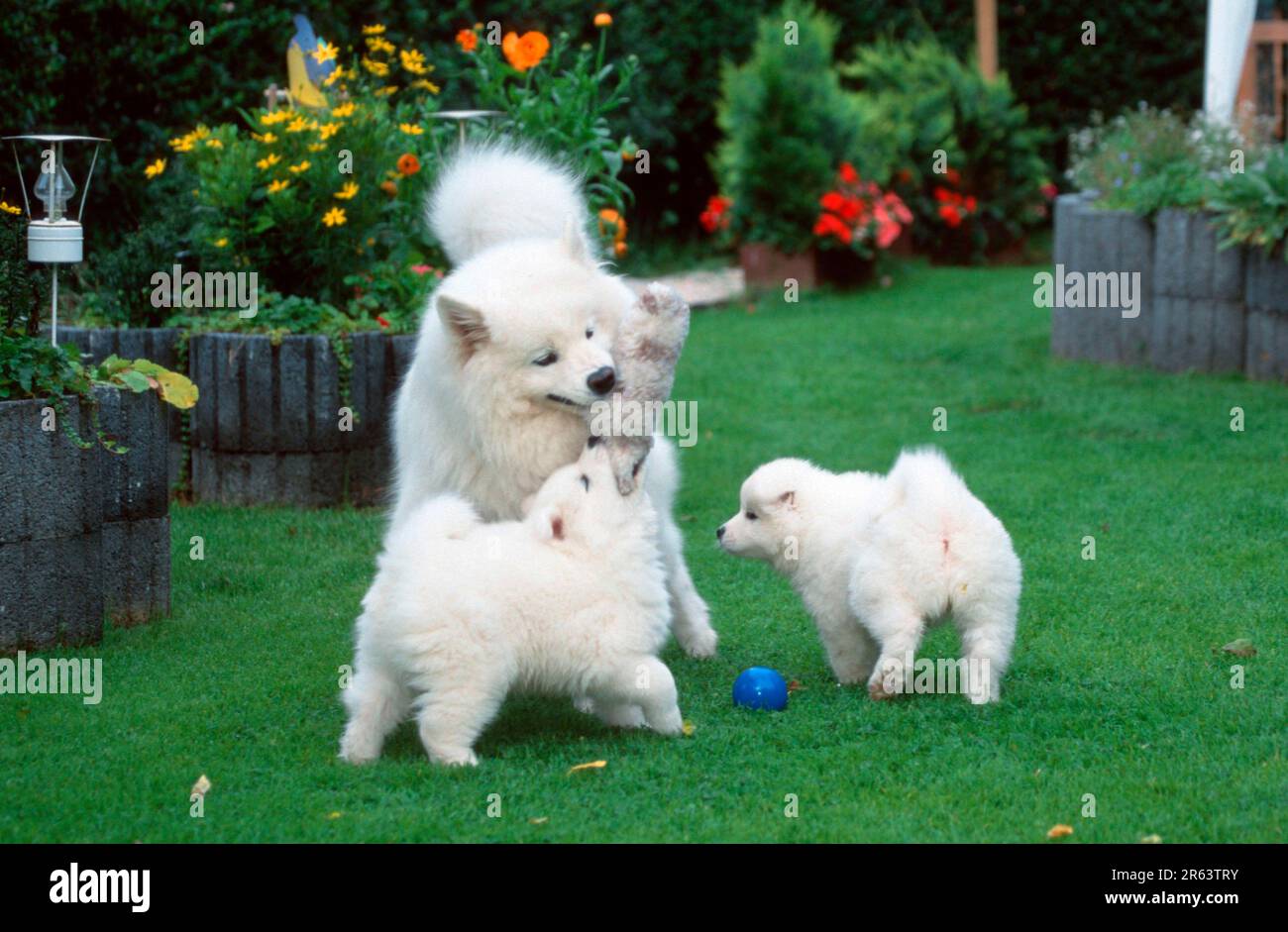 Samoyed group Banque de photographies et d’images à haute résolution ...