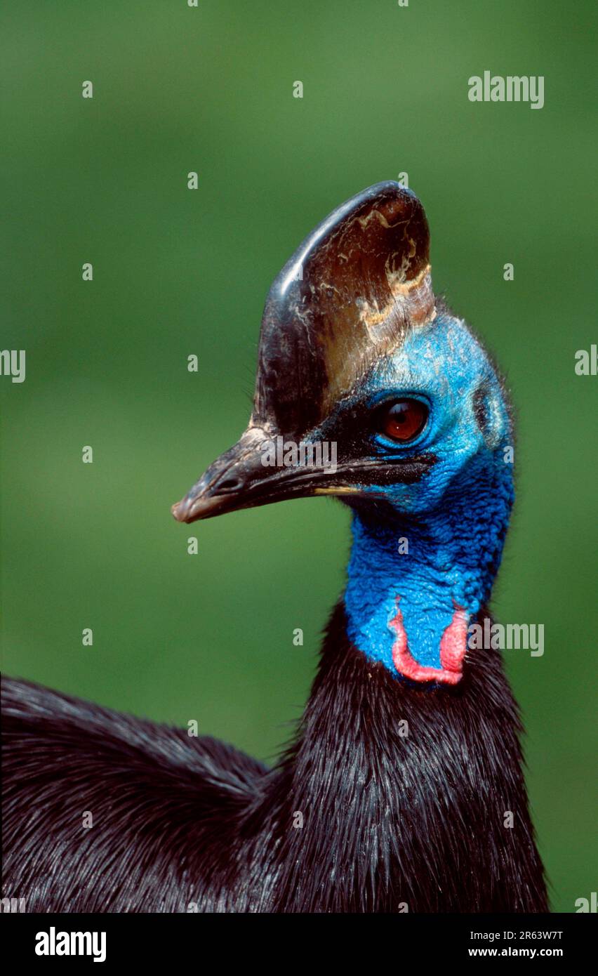 Dwarf cassowary casuarius bennetti Banque de photographies et d’images ...