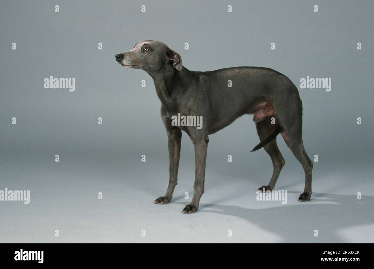 Whippet side view Banque de photographies et d’images à haute ...