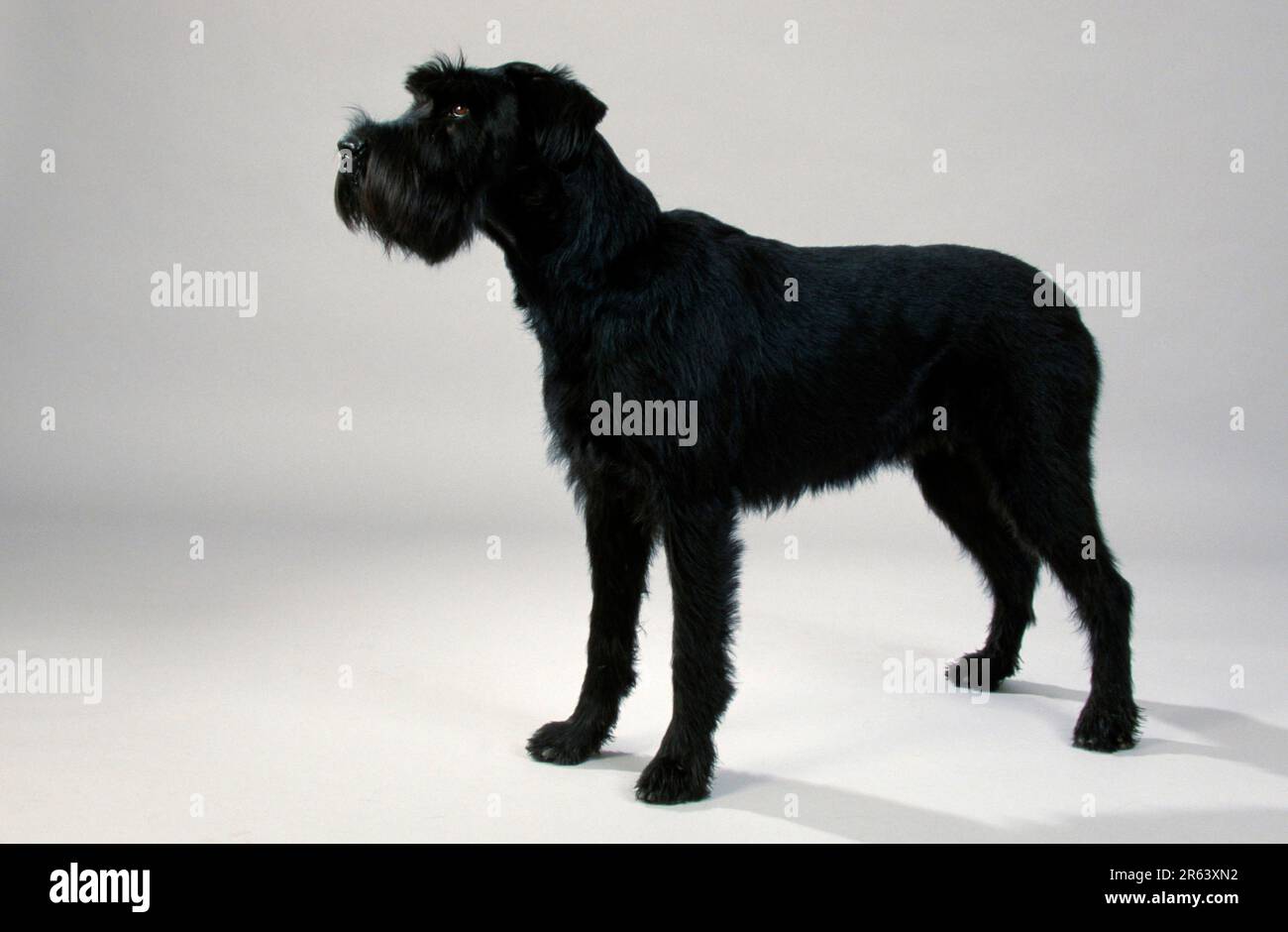 Giant black schnauzer Banque de photographies et d’images à haute ...