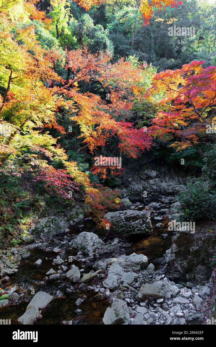 Meiji no mori minoh quasi national park Banque de photographies et d ...