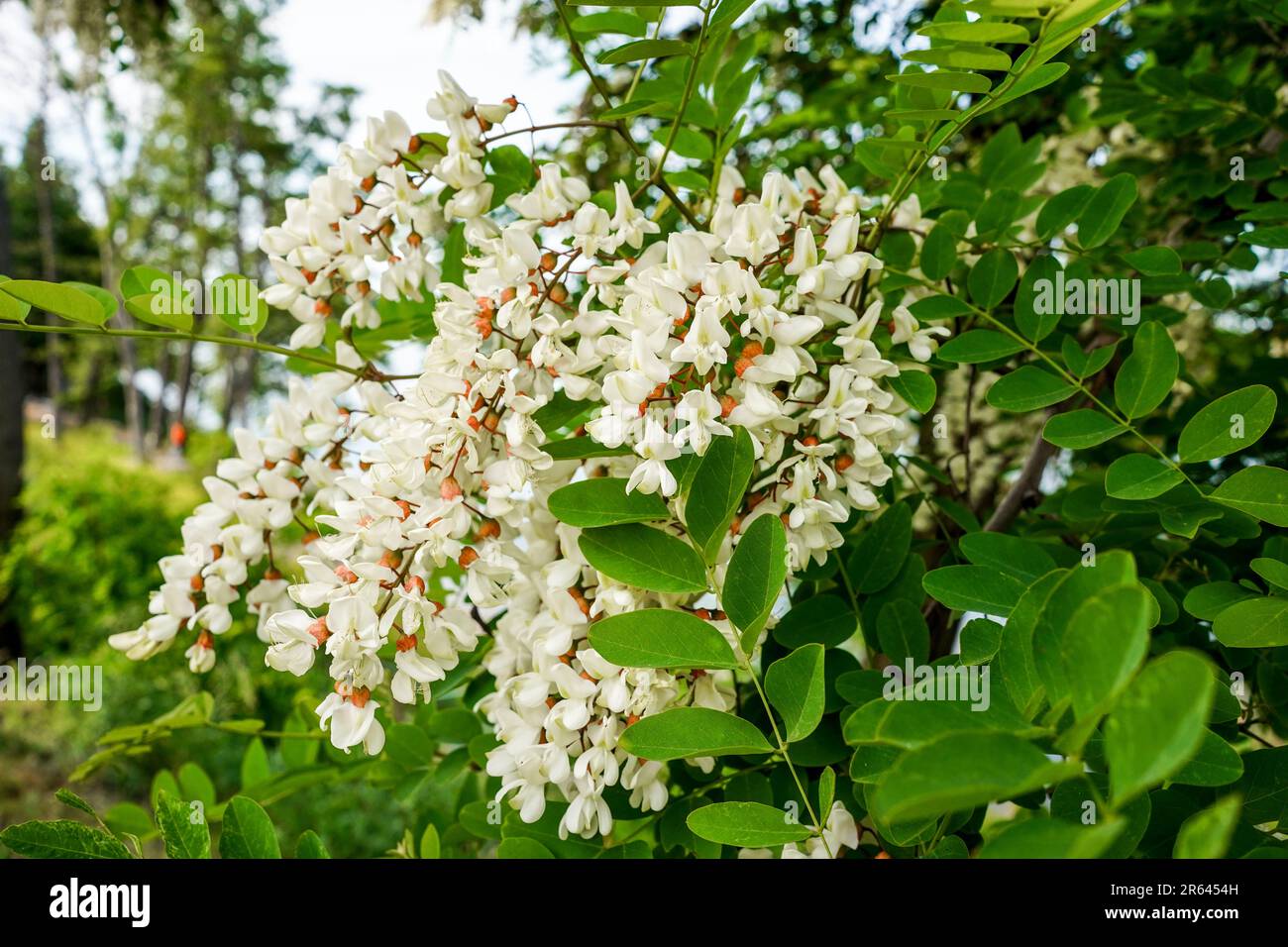 Fleurs d'acacia blanches en fleurs dans le jardin le jour du printemps ...