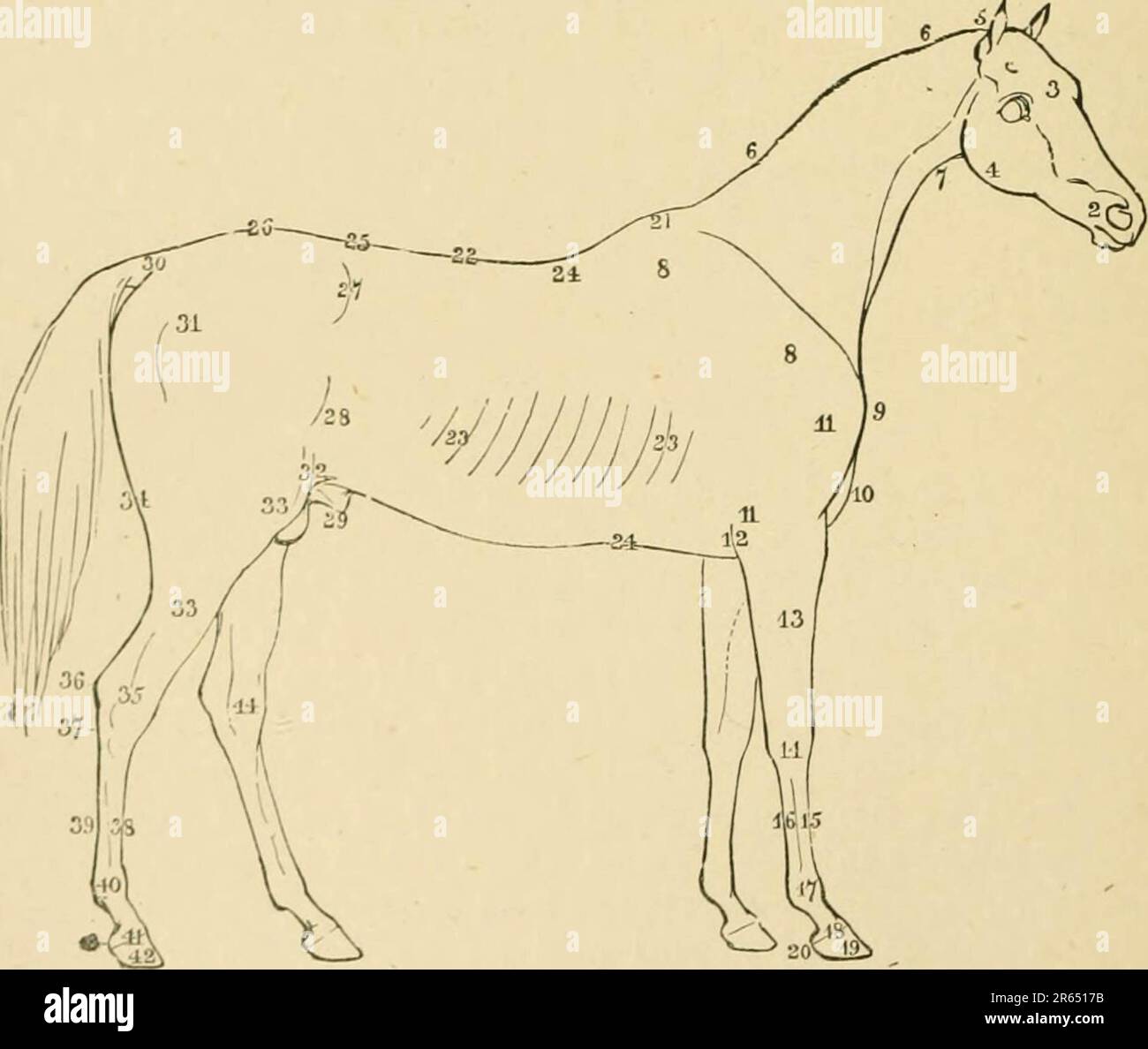 'Le cheval dans l'écurie et le domaine : ses variétés, la gestion de la ...