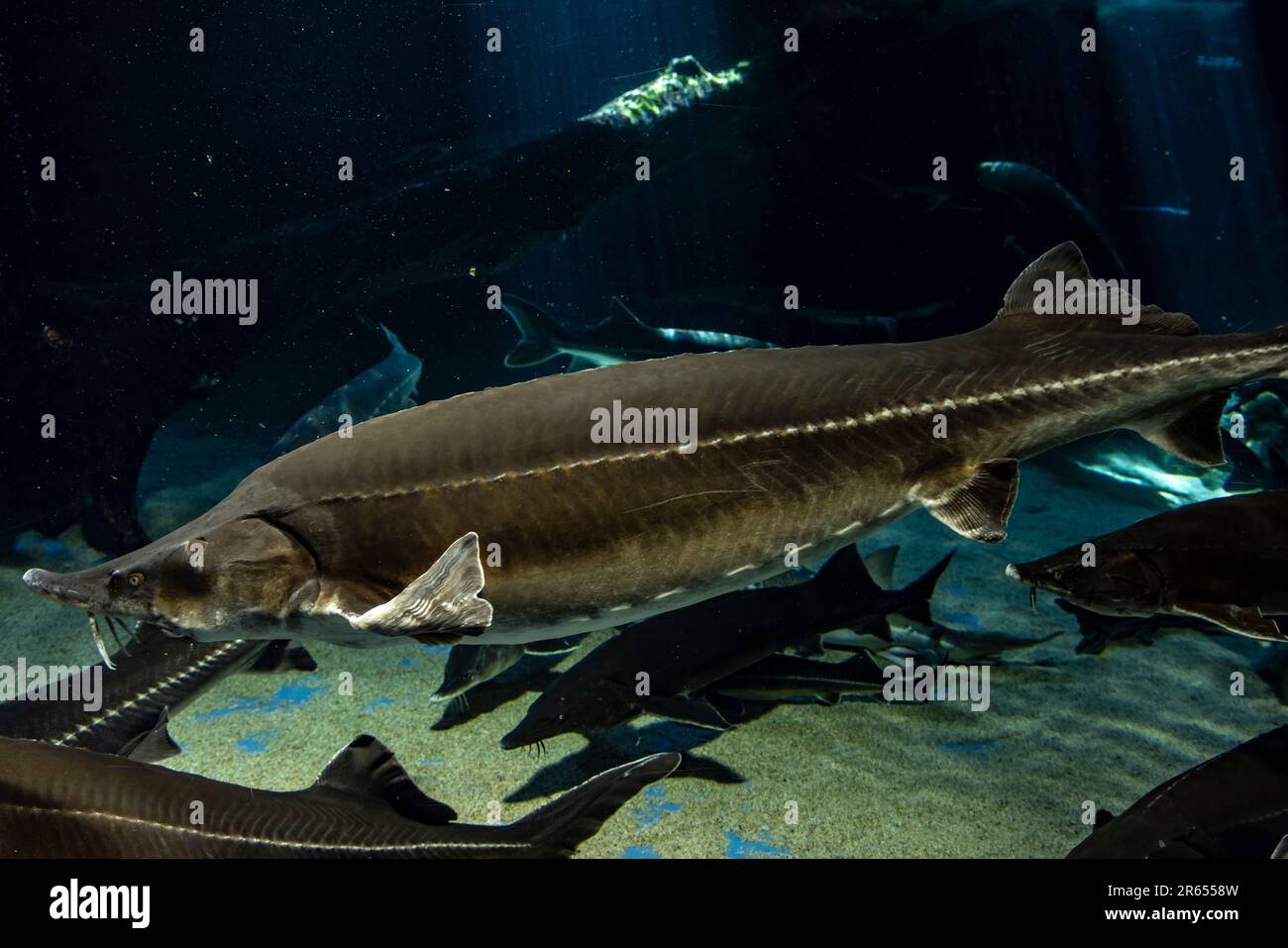 Sturgeon fish Banque de photographies et d’images à haute résolution ...