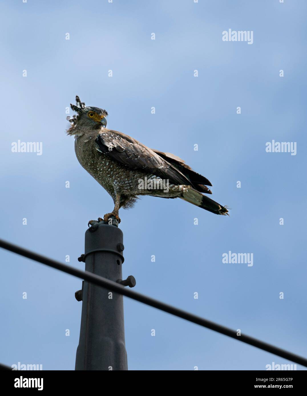Mature bird Banque de photographies et d’images à haute résolution - Alamy