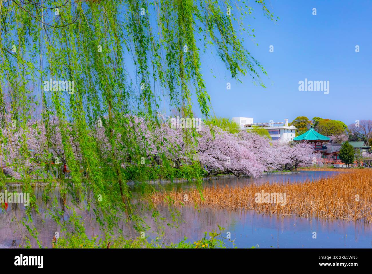 Fleurs de cerisier au parc ueno Banque de photographies et d’images à ...