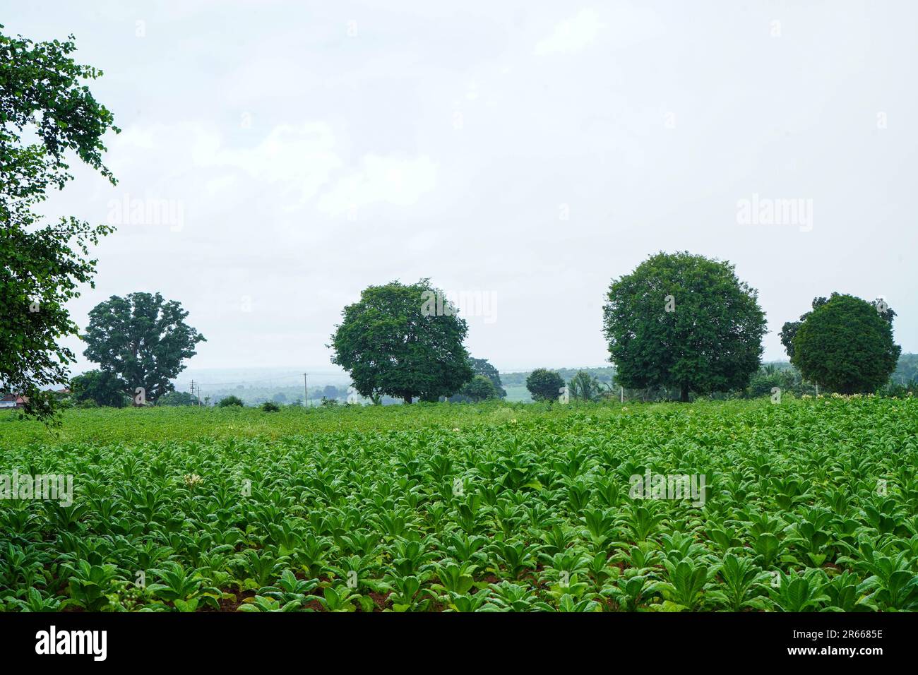 Culture de plants de tabac dans un champ de village, appartenant à la ...