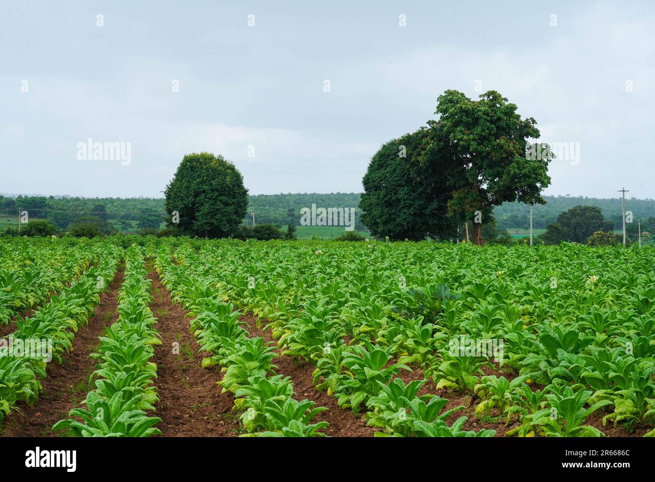 Culture de plants de tabac dans un champ de village, appartenant à la ...