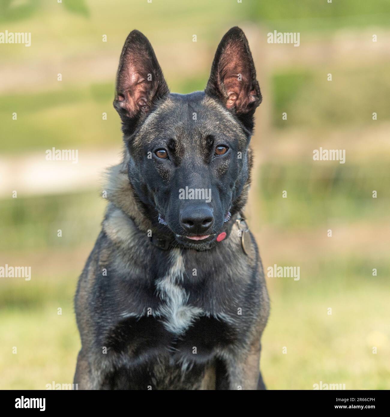 Berger belge malinois Banque de photographies et d’images à haute ...