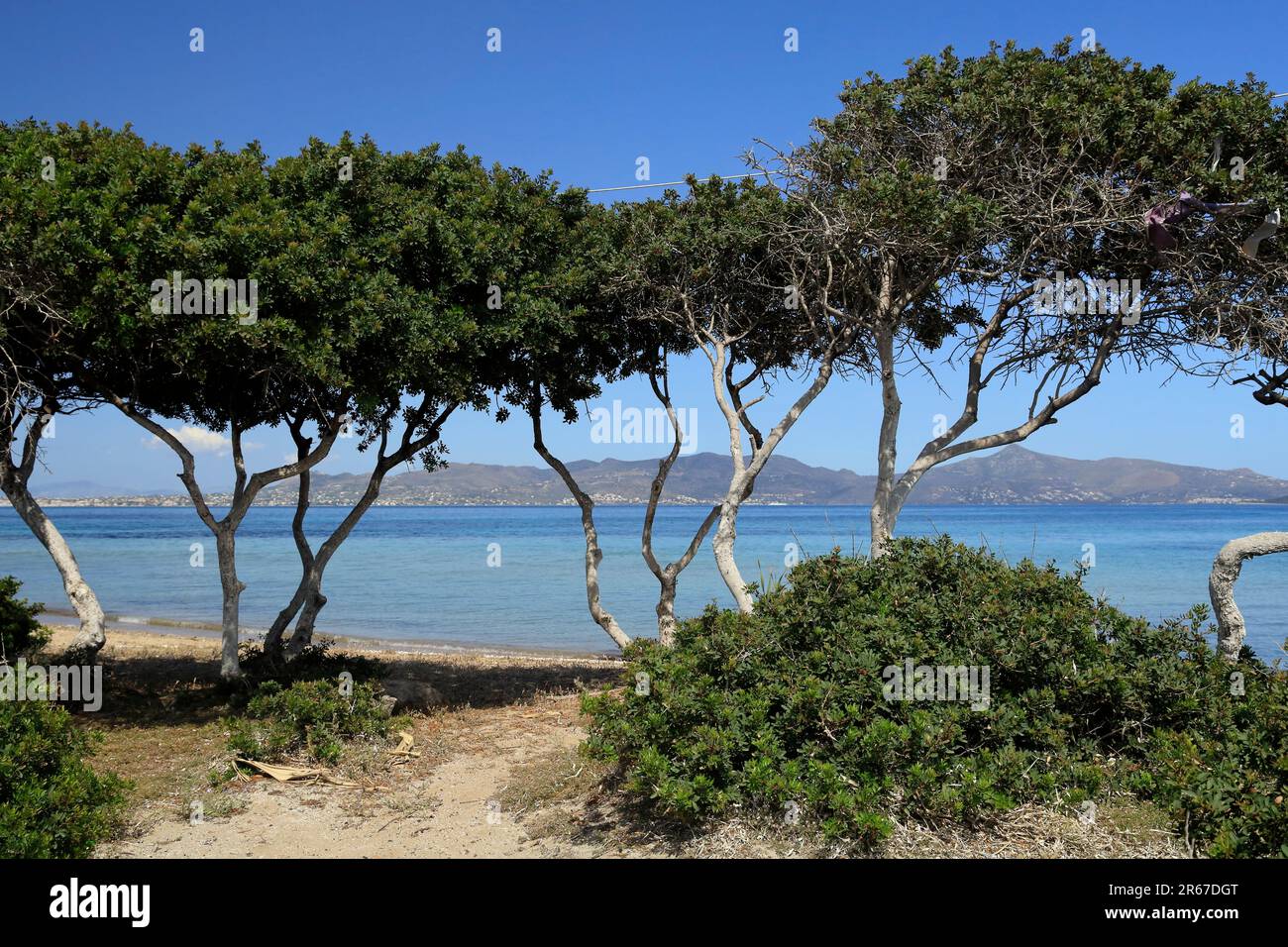 Beaux arbres torsadés avec vue sur le calme, mer bleue à travers eux ...