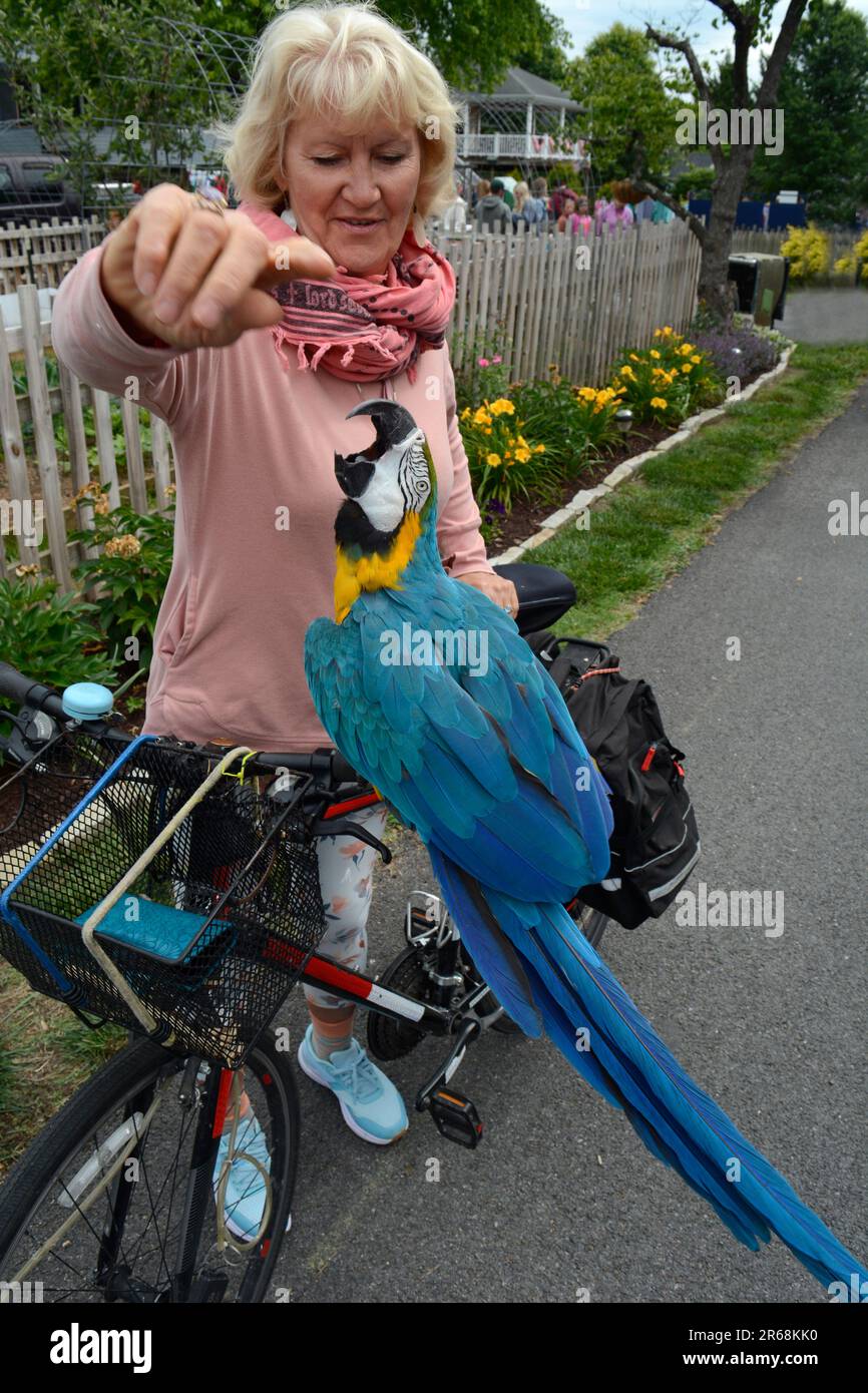 Une femme emmène son perroquet de macaw d'animal de compagnie dans des ...