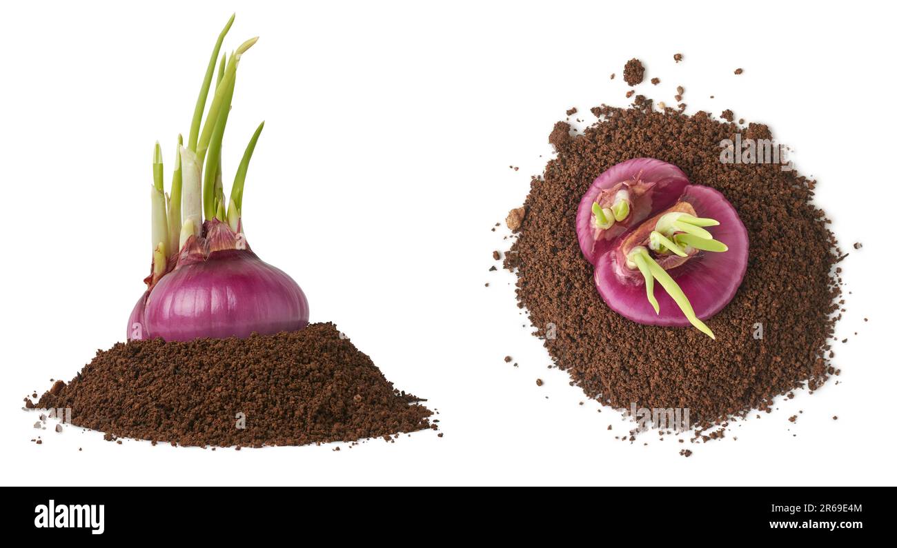 Onion sets Banque de photographies et d’images à haute résolution - Alamy