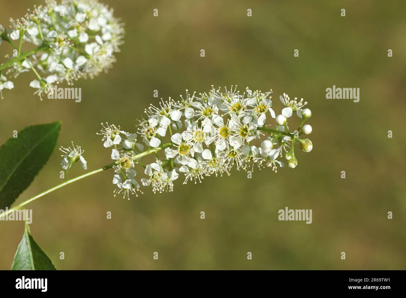 Prunus serotina leaf Banque de photographies et d’images à haute ...