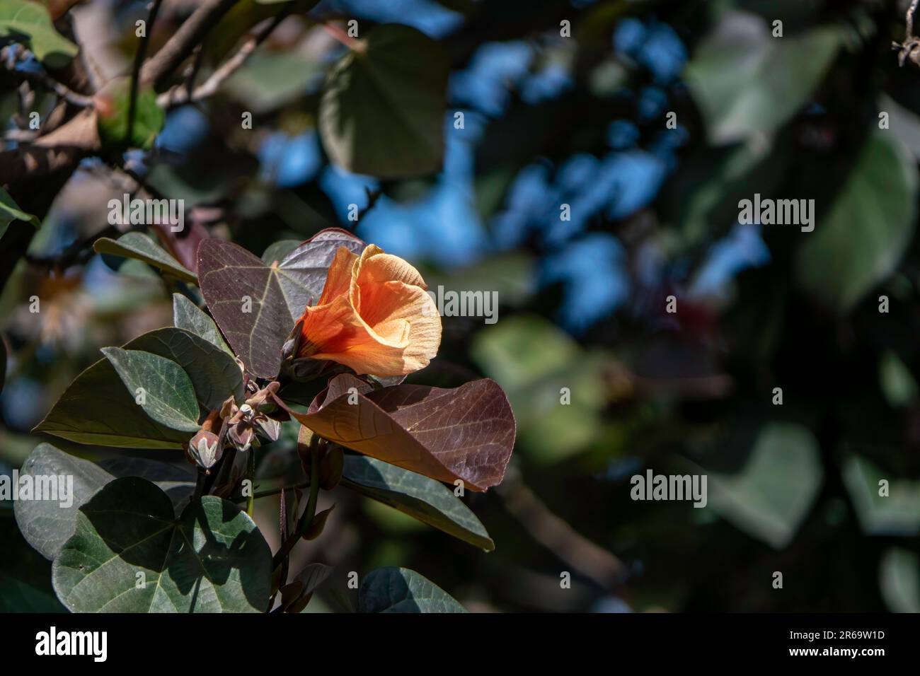 Fleurs rouges et jaunes de thespesia populnea ou portia ou bois de rose ...