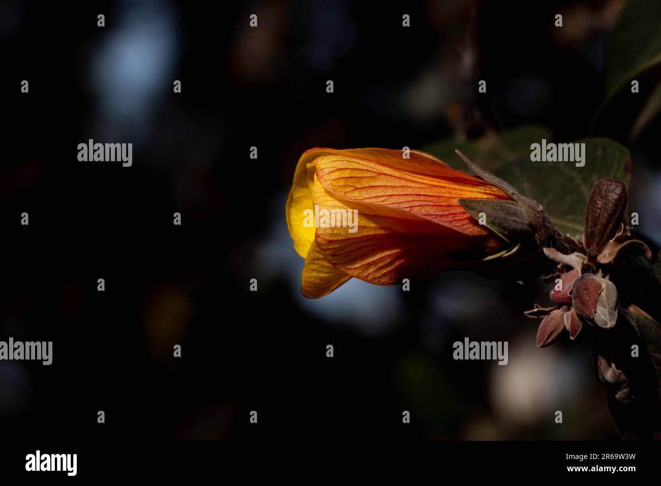Fleurs rouges et jaunes de thespesia populnea ou portia ou bois de rose ...