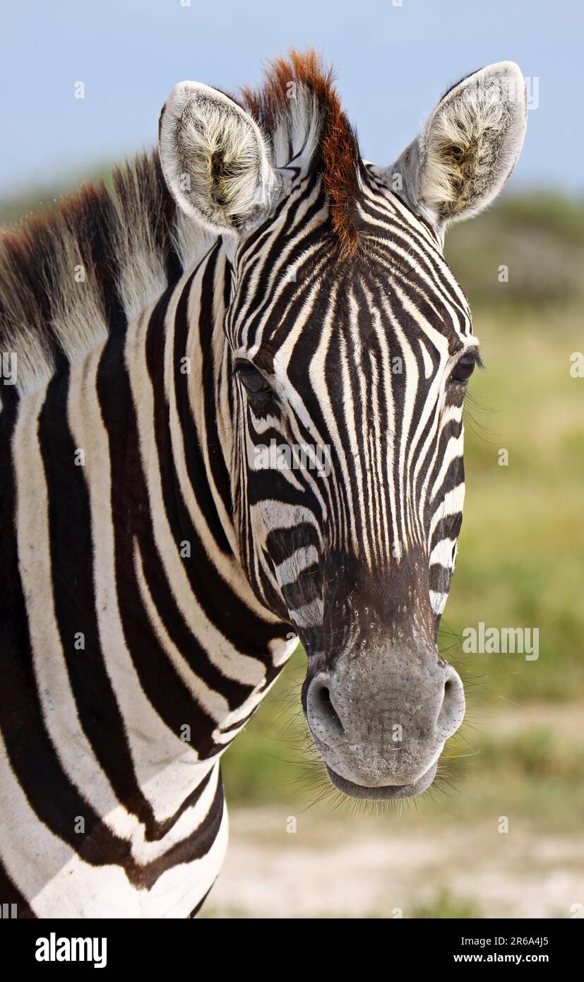 Zebra, Steppenzebra, Etosha, Namibie, zèbre des plaines (Equus quagga