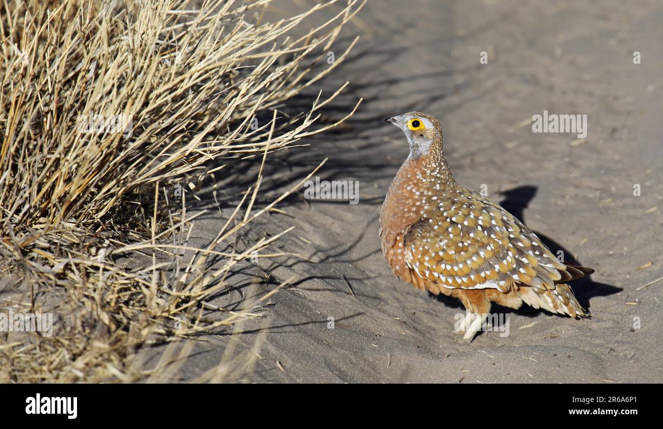 Sandgrouse tacheté Banque de photographies et d’images à haute ...