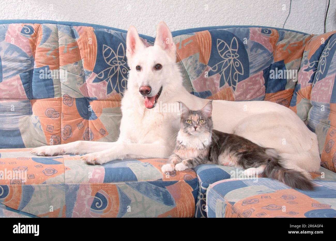 Maine Coon Cat et Berger allemand blanc, Maine Coon Cat et Berger blanc ...