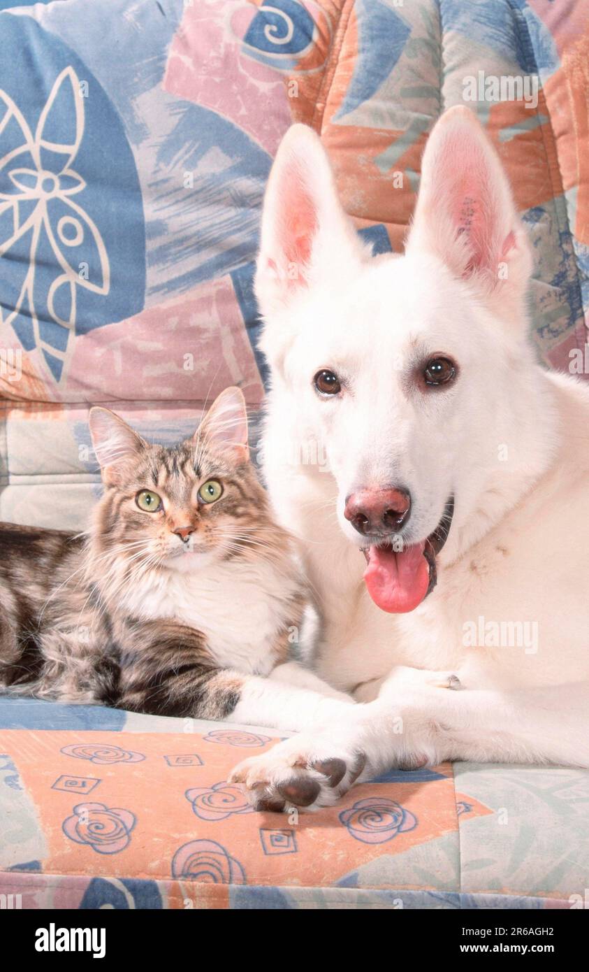 Maine Coon Cat et Berger allemand blanc, Maine Coon Cat et Berger blanc ...