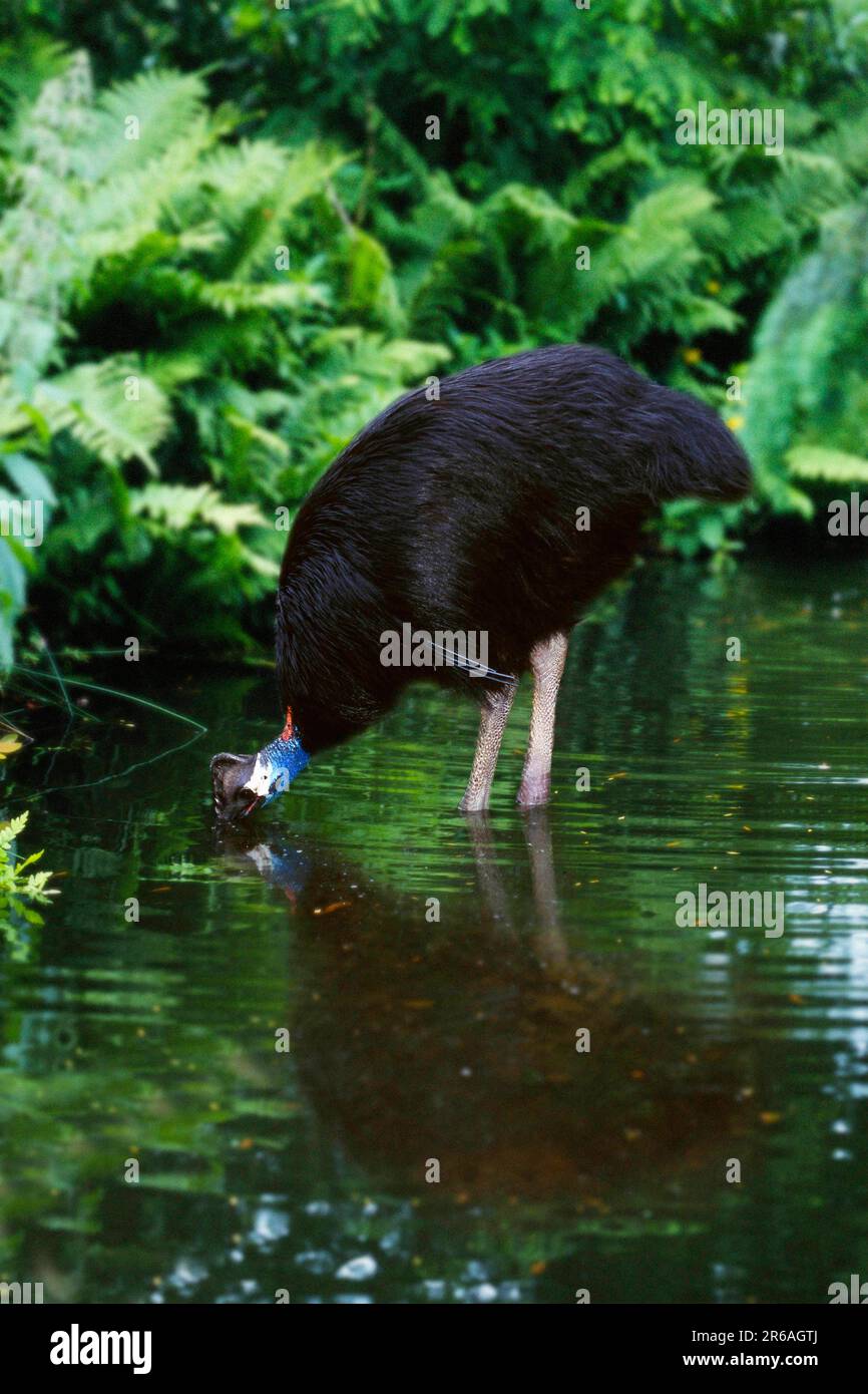 Dwarf cassowary casuarius bennetti Banque de photographies et d’images ...