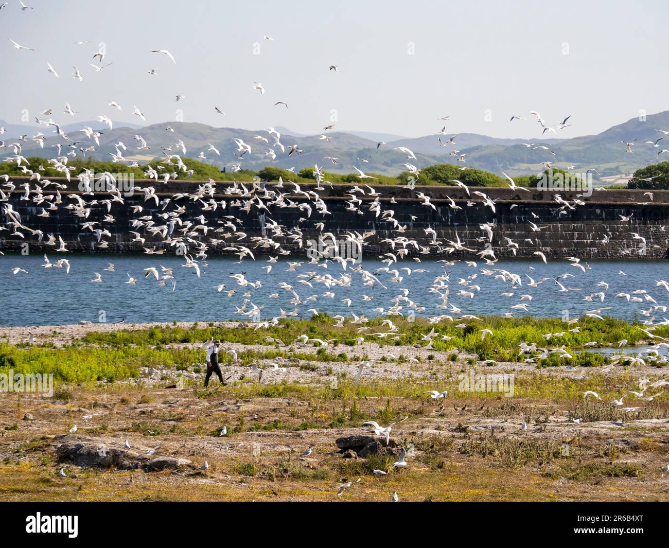 Un gardien de la réserve naturelle de Hodbarrow à Millom, en Cumbria ...