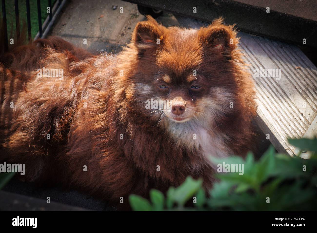Spitz nain marron Banque de photographies et d’images à haute ...