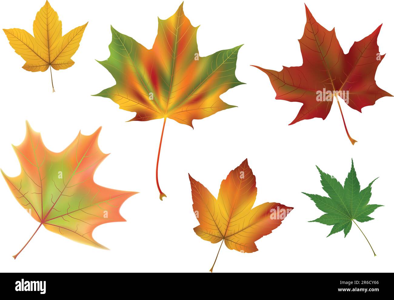 érables japonais Banque d'images vectorielles - Alamy