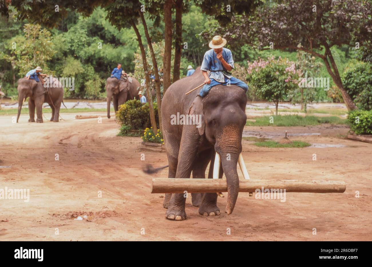 Le National Elephant Institute, à Lampang en Thaïlande, a été fondé à l ...
