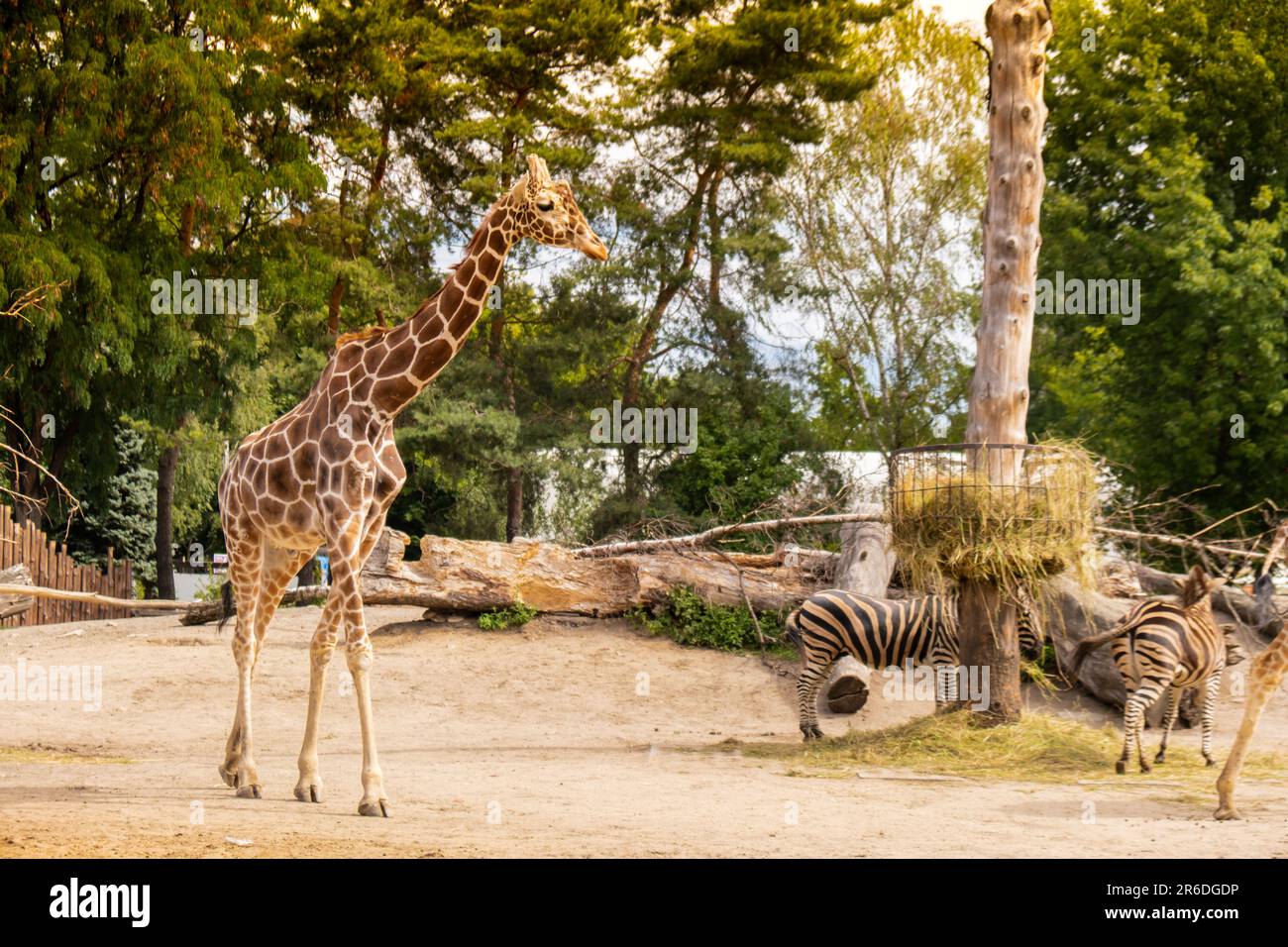 La girafe - Giraffa camelopardalis est un mammifère ungulé africain à ...