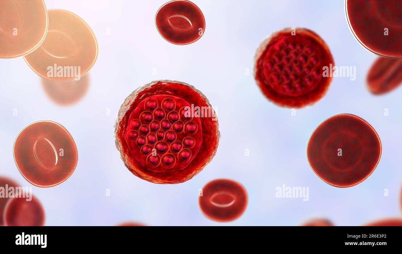 Morphologie du plasmodium Banque de photographies et d’images à haute ...