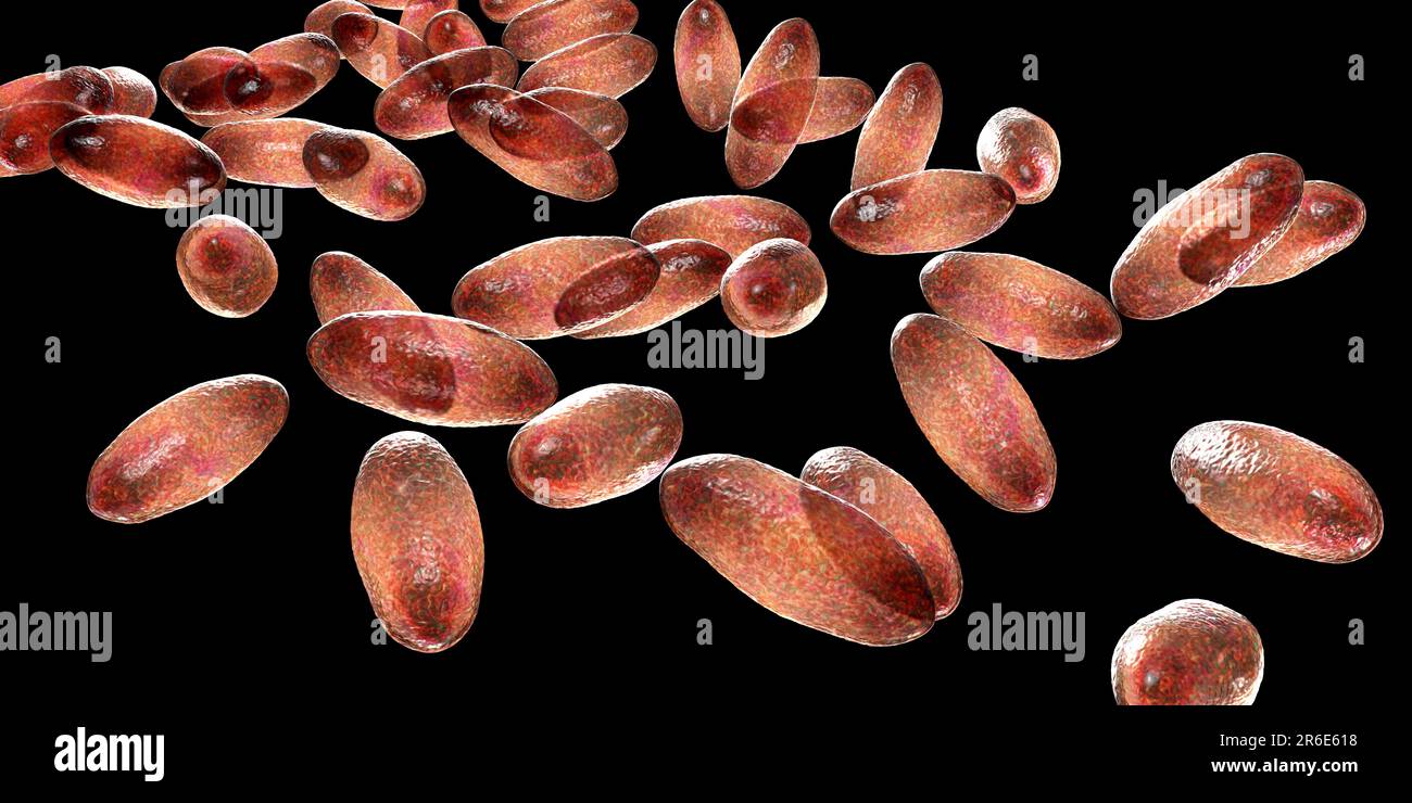 Bactérie de la peste (Yersinia pestis), illustration informatique. Y ...