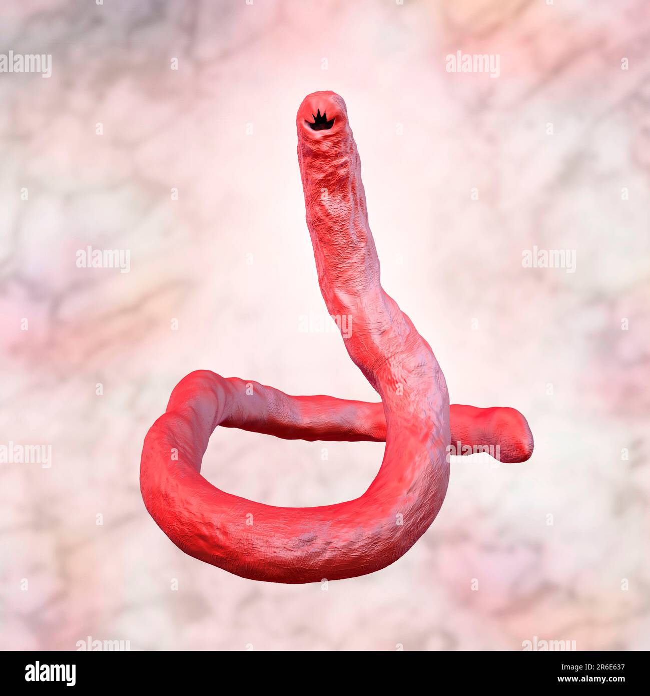 Illustration informatique de la tête de l'ankylostoma duodenale ...