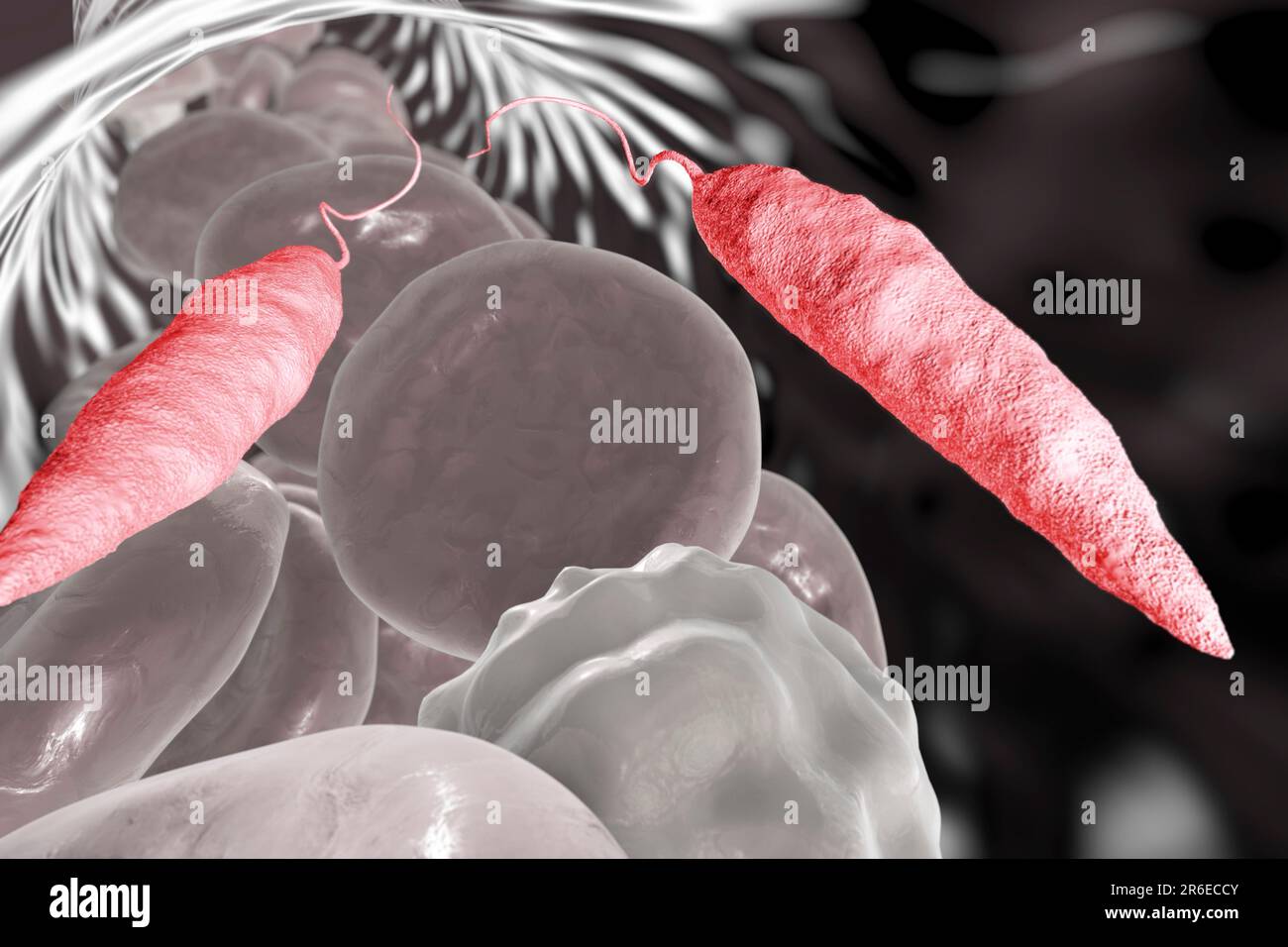 Leishmaniose cutanée Banque de photographies et d’images à haute ...