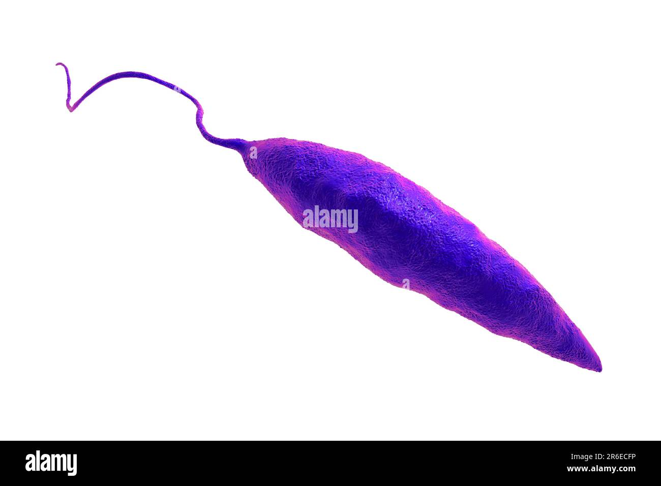 Leishmania sp. protozoaires, illustration informatique. Ce parasite ...