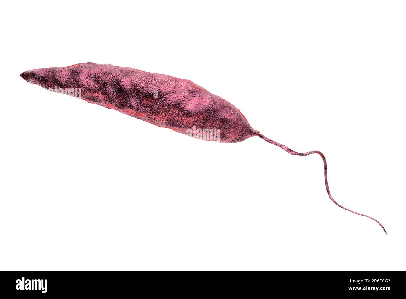 Leishmaniose cutanée Banque de photographies et d’images à haute ...